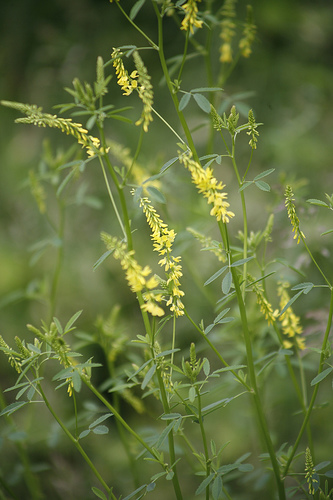 Common sweet clover (Melilotus officinalis)
